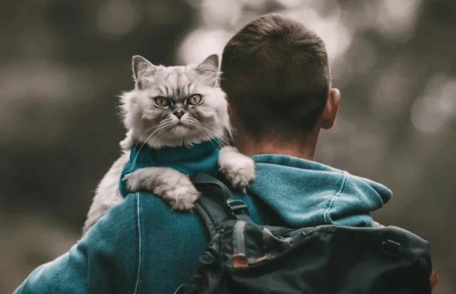 7 Reasons You Must Know to Hire a Cat Sitter in Dubai