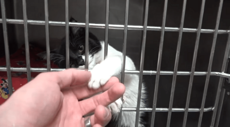 25+ Best Pet Adoption Centers in the UAE & Adoption Process