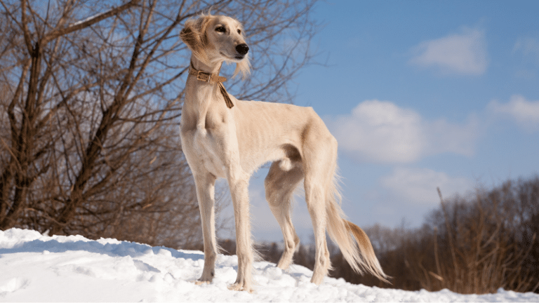 Everything About Saluki Dog Breed – All You Need to Know