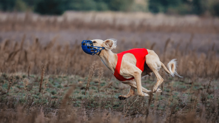 Everything About Saluki Dog Breed – All You Need to Know