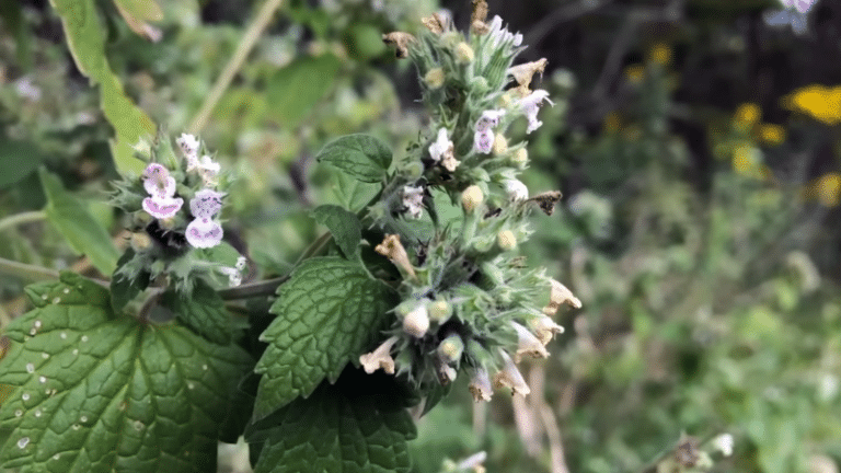 What is CATNIP and How Does it Work? - Effects and Benefits