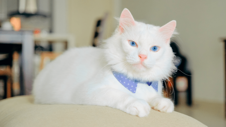 Cat Coat Colours & Patterns - A Furr Tastic Guide