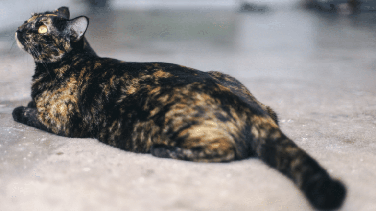 Top 18 cats with Unique cat coat patterns You've Never Seen