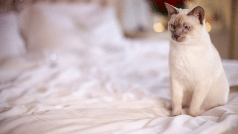 Top 18 cats with Unique cat coat patterns You've Never Seen