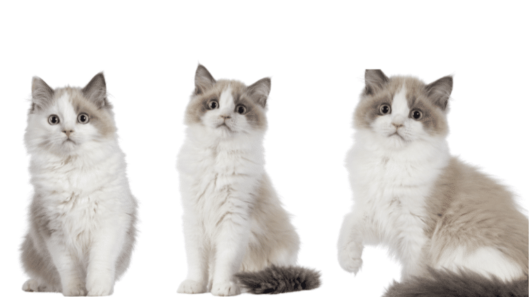 Top 18 cats with Unique cat coat patterns You've Never Seen