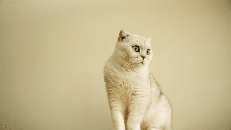 Top 18 cats with Unique cat coat patterns You've Never Seen