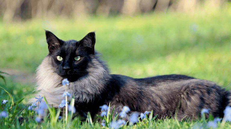 Top 18 cats with Unique cat coat patterns You've Never Seen