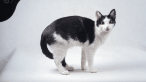 Top 18 cats with Unique cat coat patterns You've Never Seen