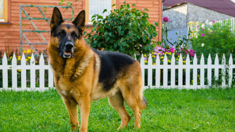 280+ Most Popular German Shepherd Dog Names