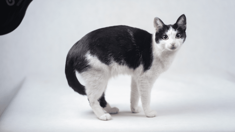 Cat Coat Colours & Patterns - A Furr Tastic Guide