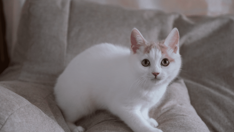 Top 18 cats with Unique cat coat patterns You've Never Seen