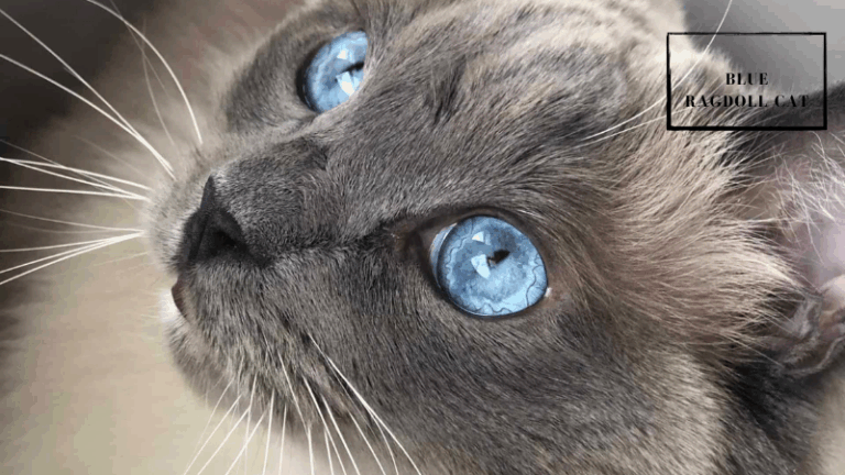 The Types of RAGDOLL Coat Colors, Patterns and Variations