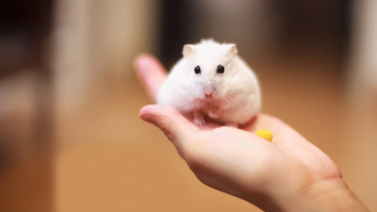 Hamster Pet Guide - Care, Food, Types & Lifespan Info