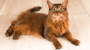 Somali Cat Breed - Personality, Characteristics & Health